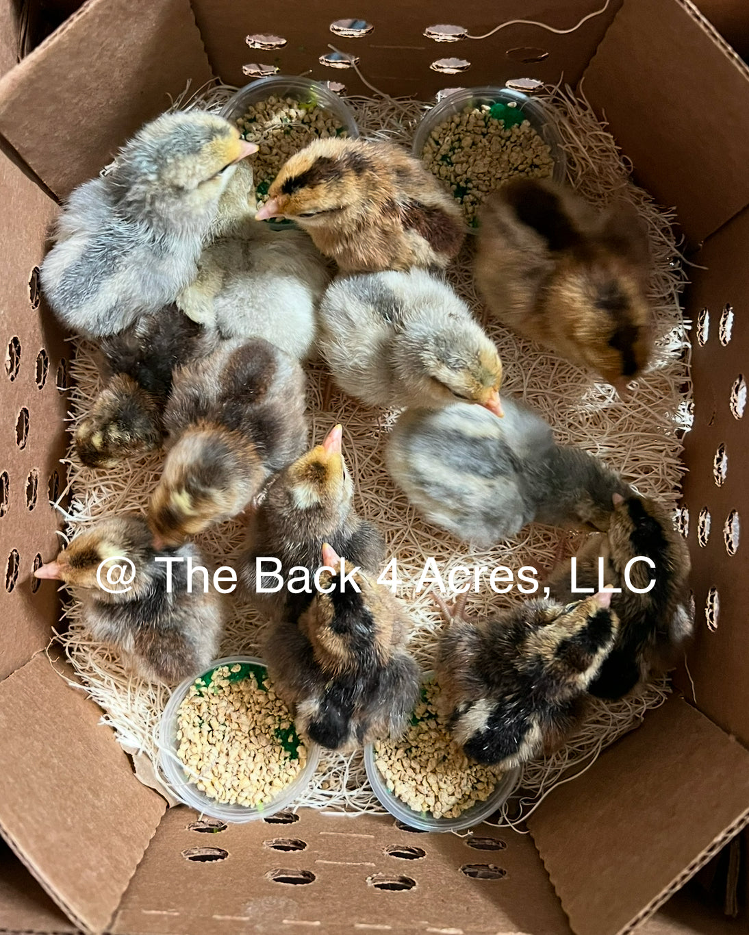 Cream Split/Opal Legbar Chicks – The Back 40 Acres, LLC