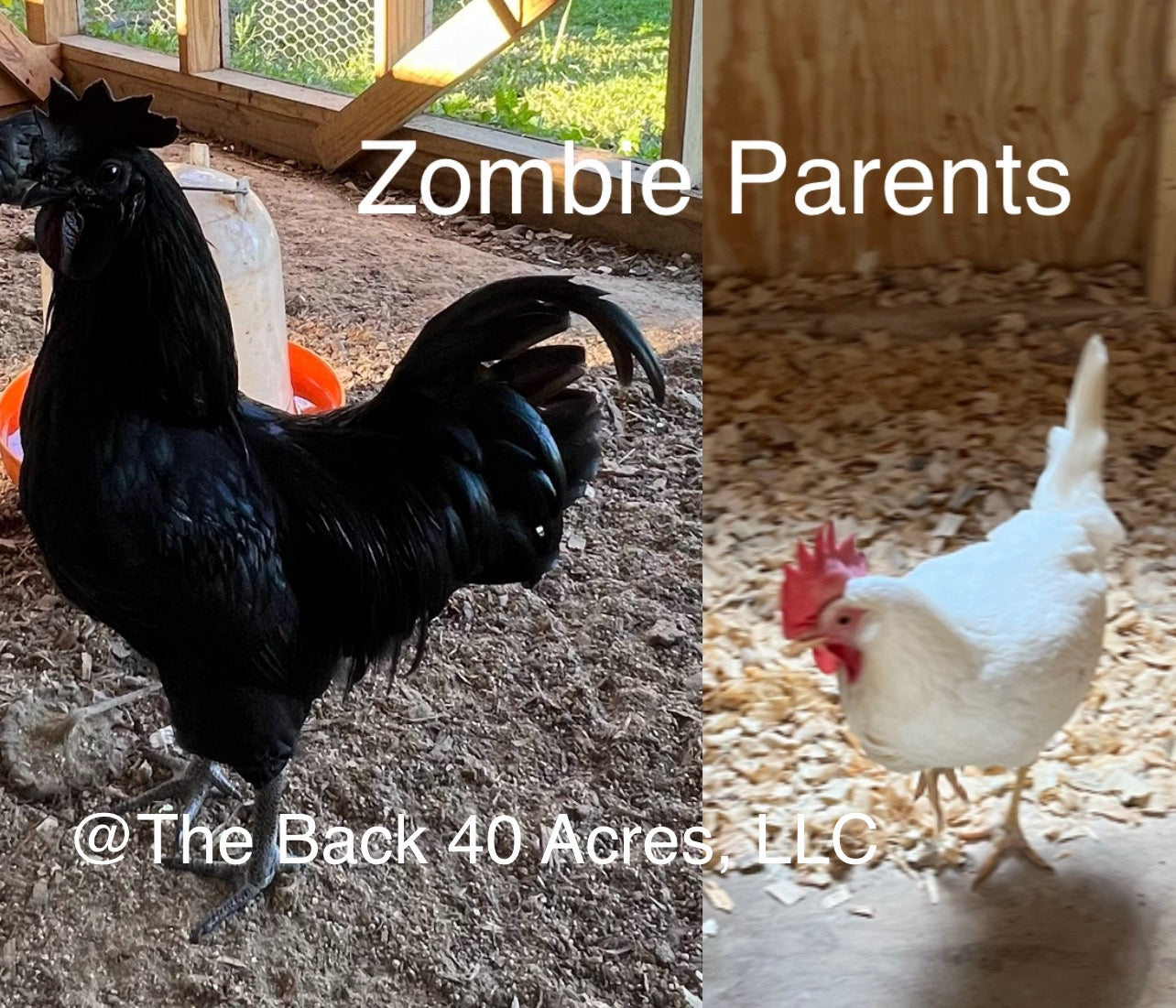 Zombie Chicks – The Back 40 Acres, LLC